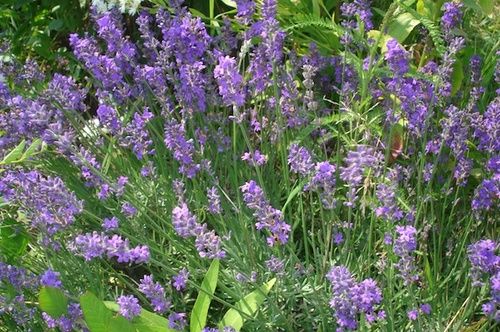 Lavanda: proprietà, uso, controindicazioni - Cure-Naturali.it