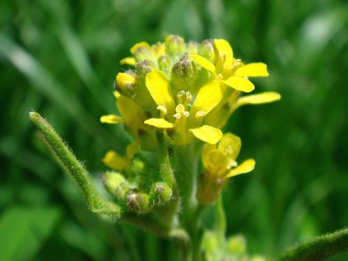 Erisimo: proprietà, uso, controindicazioni - Cure-Naturali.it