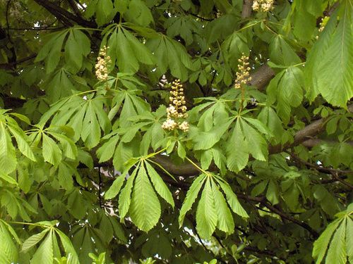 Ippocastano: proprietà, uso, controindicazioni - Cure-Naturali.it