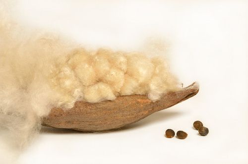 Le proprietà dell'olio di cotone - Cure-Naturali.it